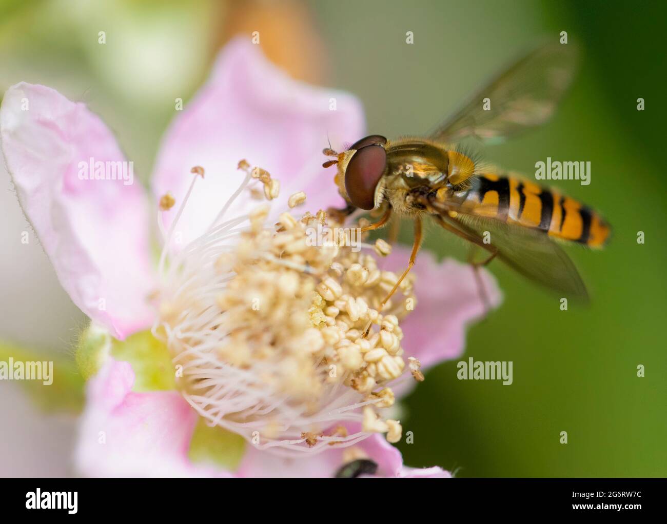 Black yellow insect uk hi-res stock photography and images - Alamy