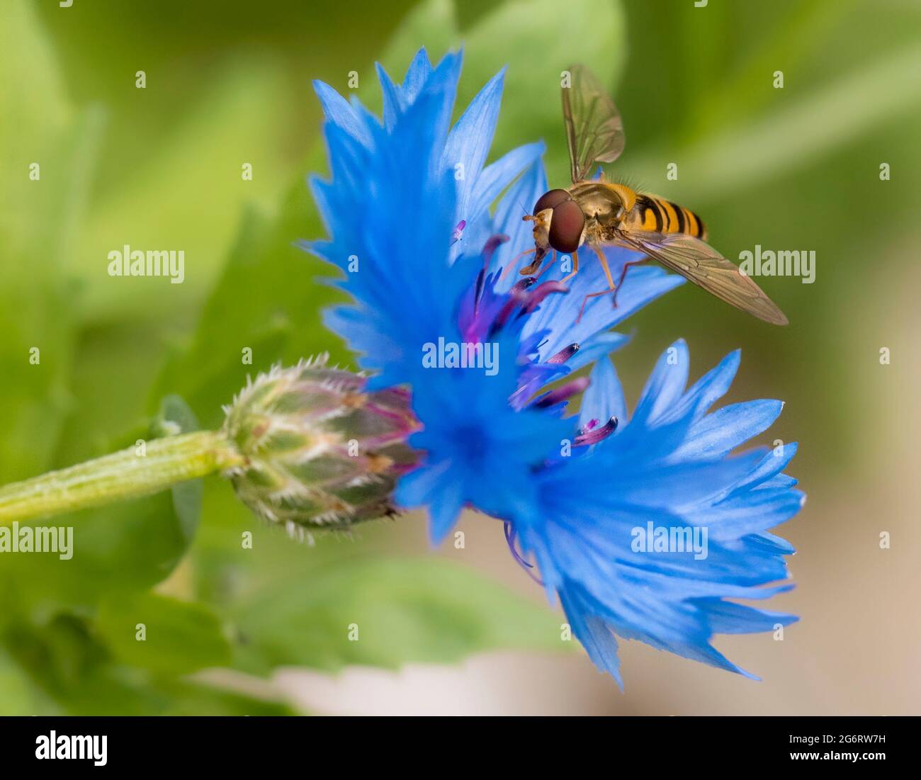 Hoverflies hi-res stock photography and images - Alamy