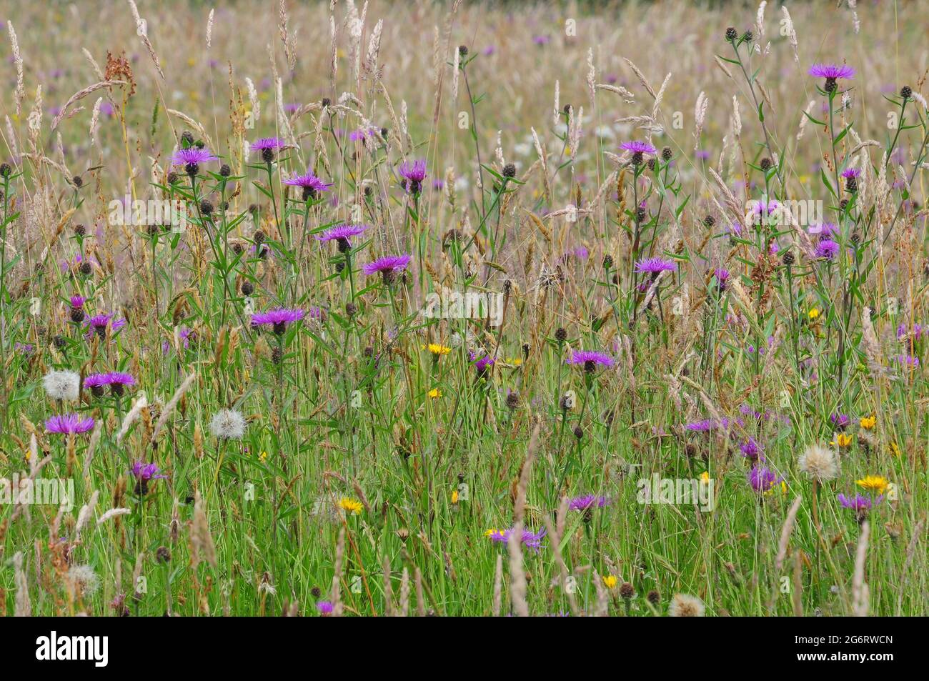 Hay meadow, Kingcombe Meadows nature reserve, west Dorset, UK Stock ...