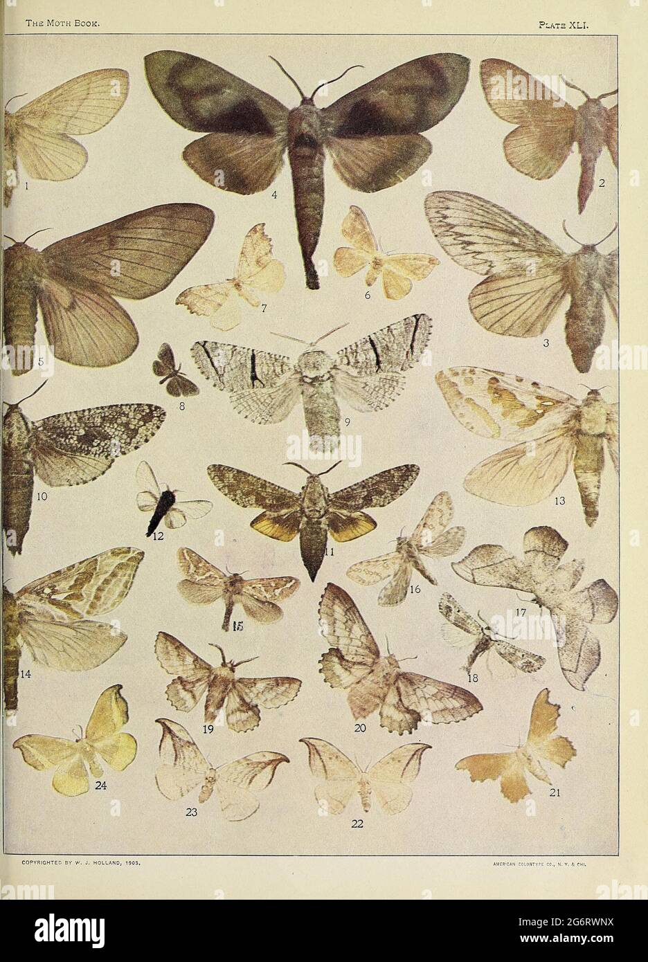 The black moth book hi-res stock photography and images - Alamy