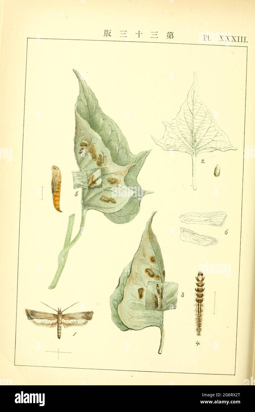 Injurious insect hi-res stock photography and images - Alamy