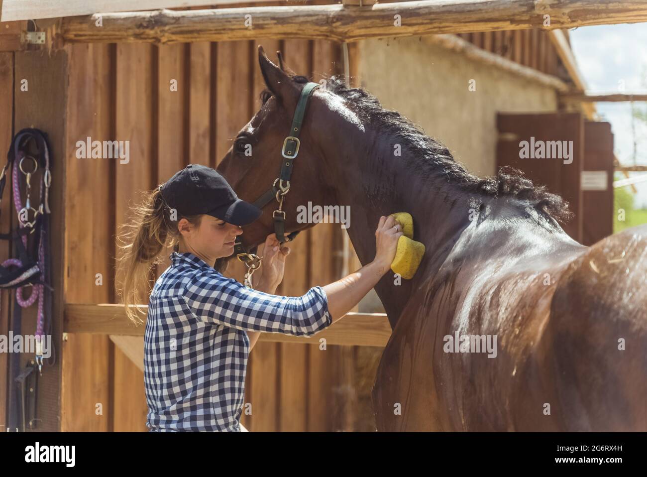 Horse owner cleaning her dark bay horse outside the stable. Gently ...