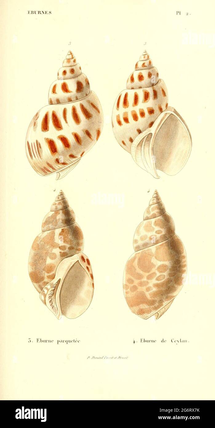 Vintage scallop shell illustration hi-res stock photography and images ...