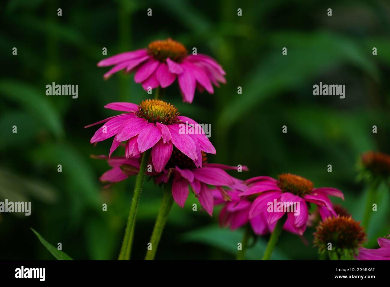 Purple coneflowers from the garden - summer perennials, selective focus ...