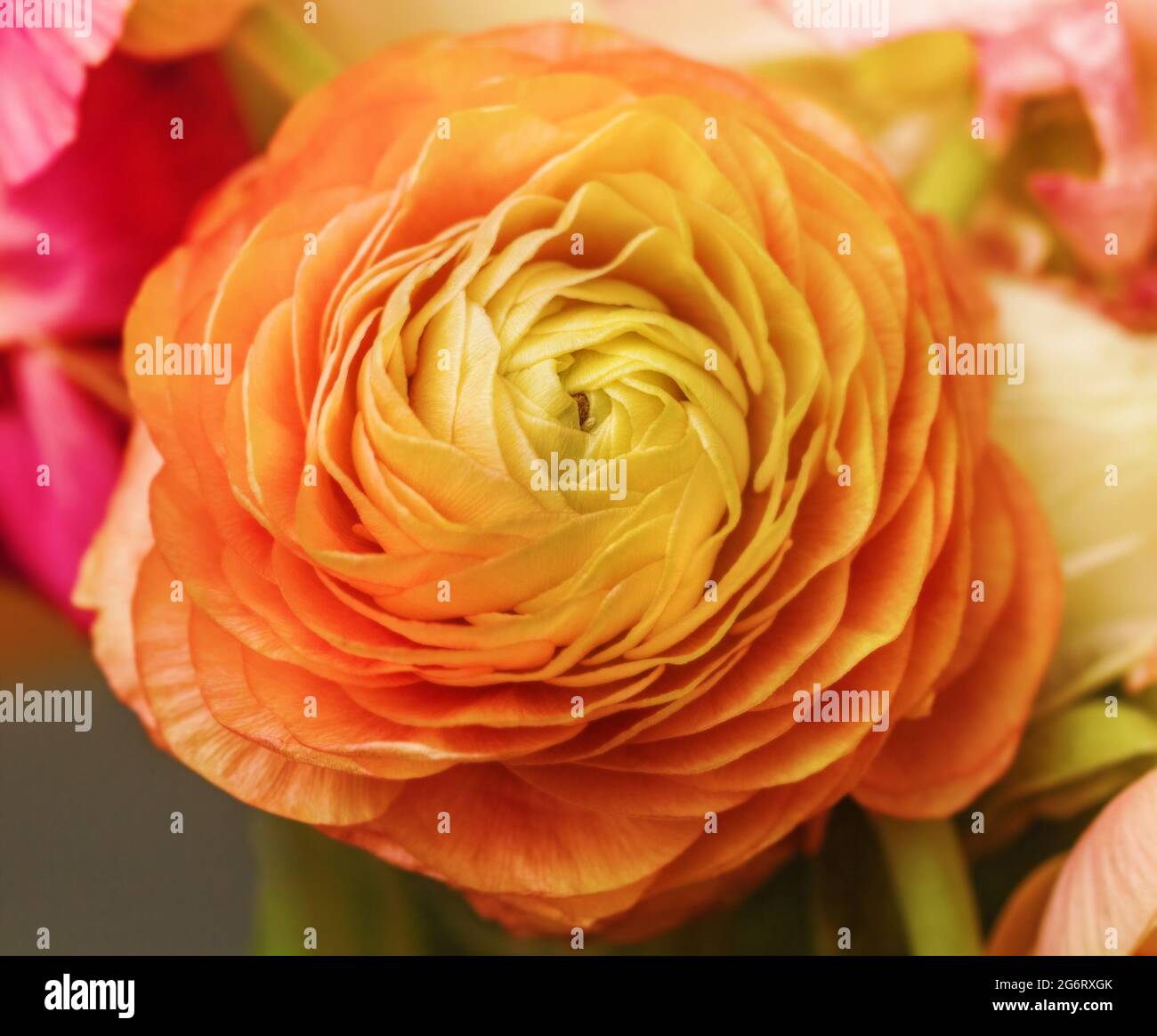 Pretty large orange ranunculus flower like symbol of happy moment Stock ...
