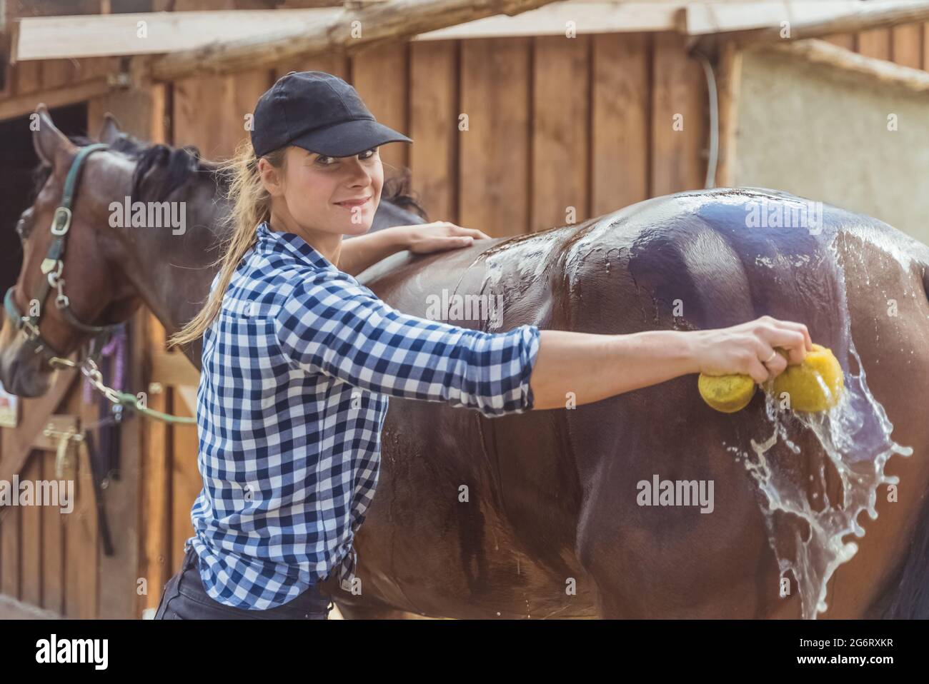 Horse owner cleaning her dark bay horse outside the stable. Rubbing the ...