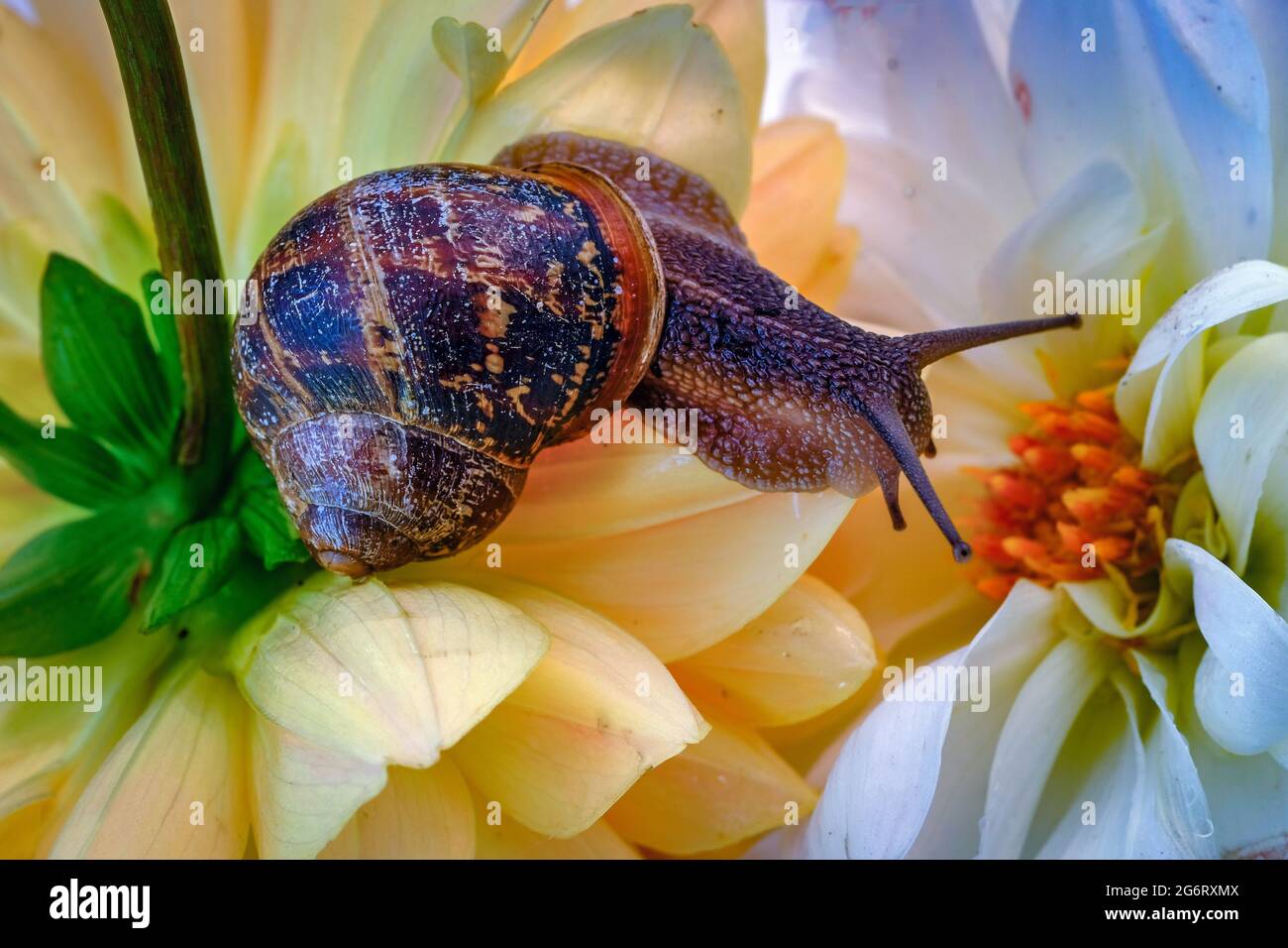Garden snail on fallen flowers Stock Photo - Alamy