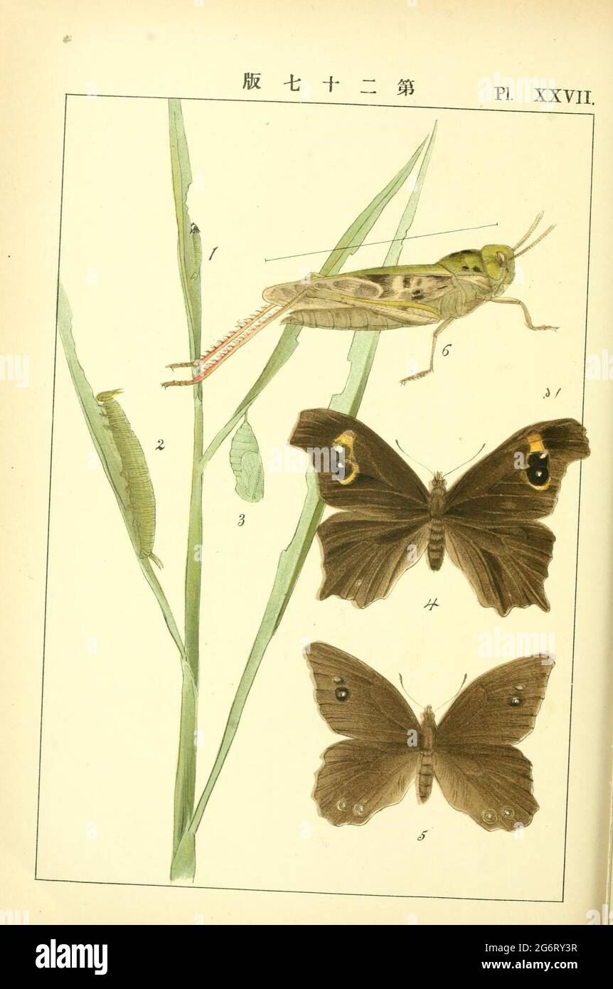 Injurious insect hi-res stock photography and images - Alamy