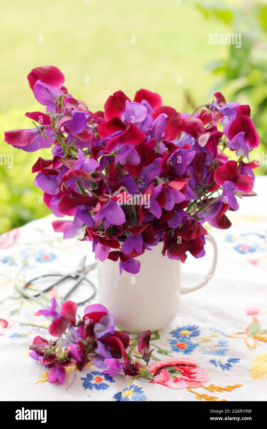 Bunch of freshly picked sweet pea flowers in a white jug on a garden ...