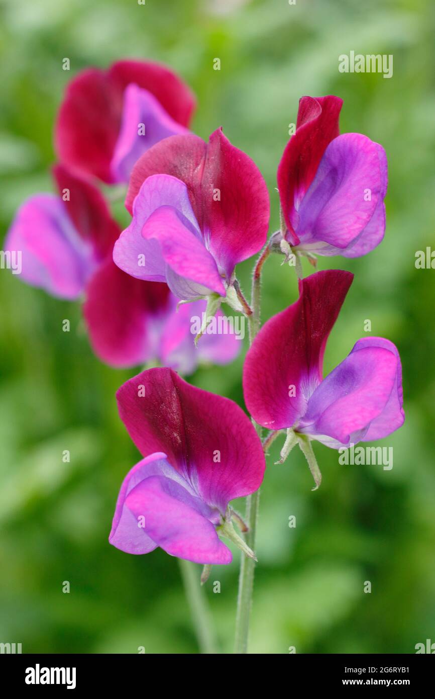Sweet peas. Lathyrus odoratus 'Matucana' sweet pea flowers blooming in ...