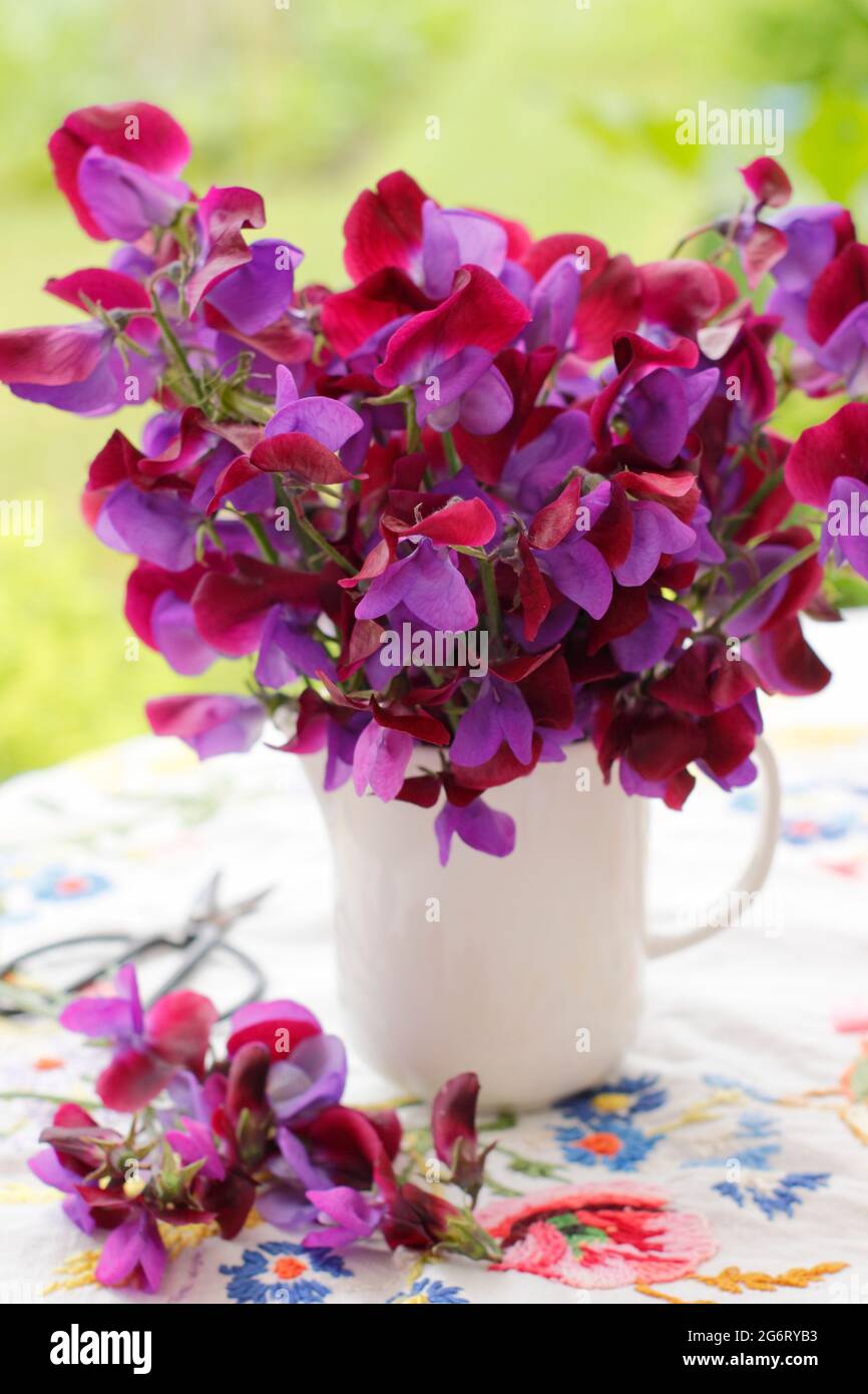 Bunch of freshly picked sweet pea flowers in a white jug on a garden ...