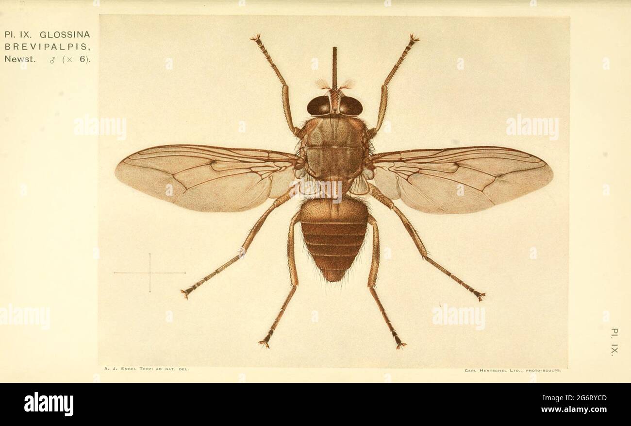 Tsetse Flies High Resolution Stock Photography and Images - Alamy