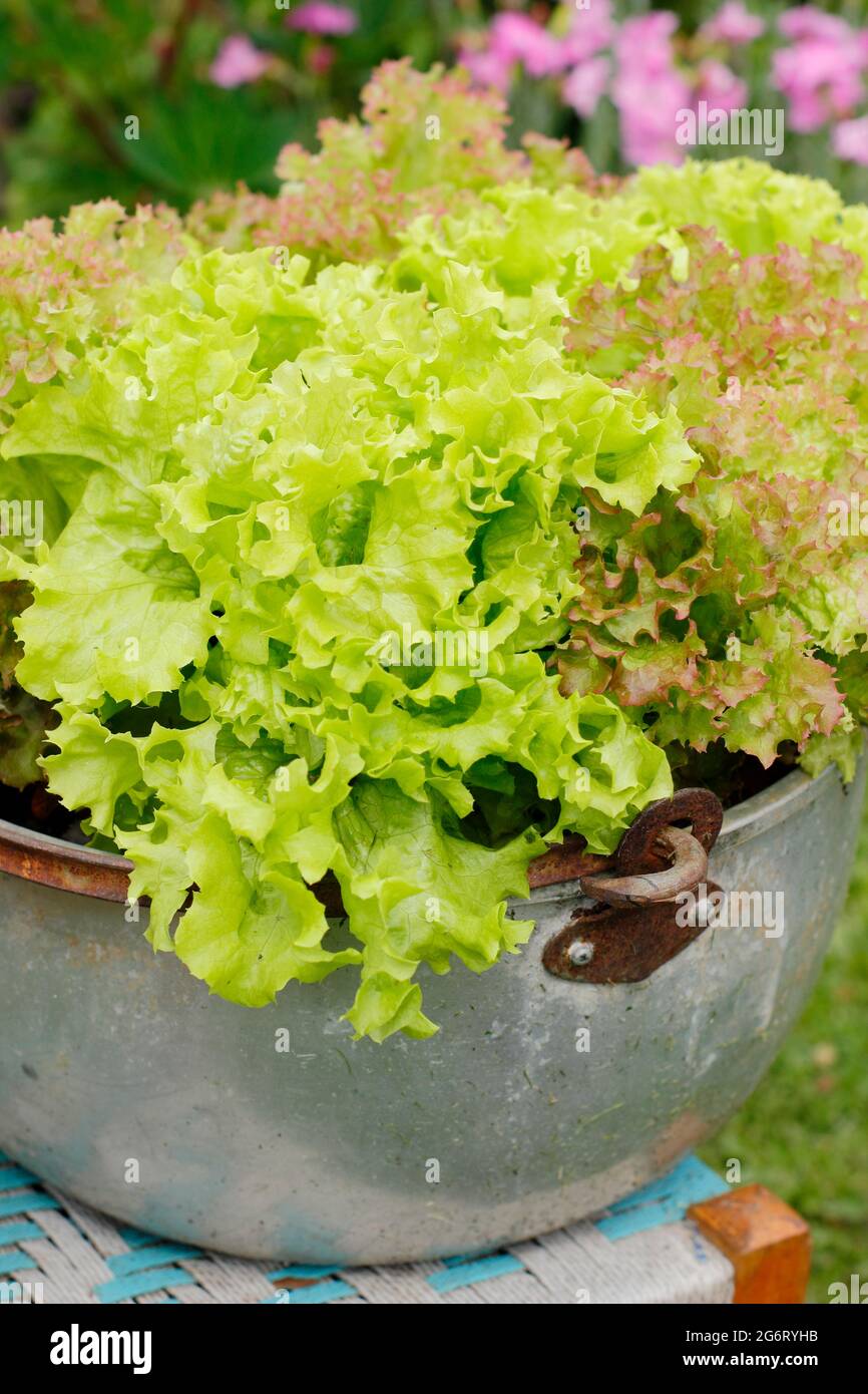 Lettuce plants - Lactuca sativa 'Lollo Rossa' - home grown in an old ...
