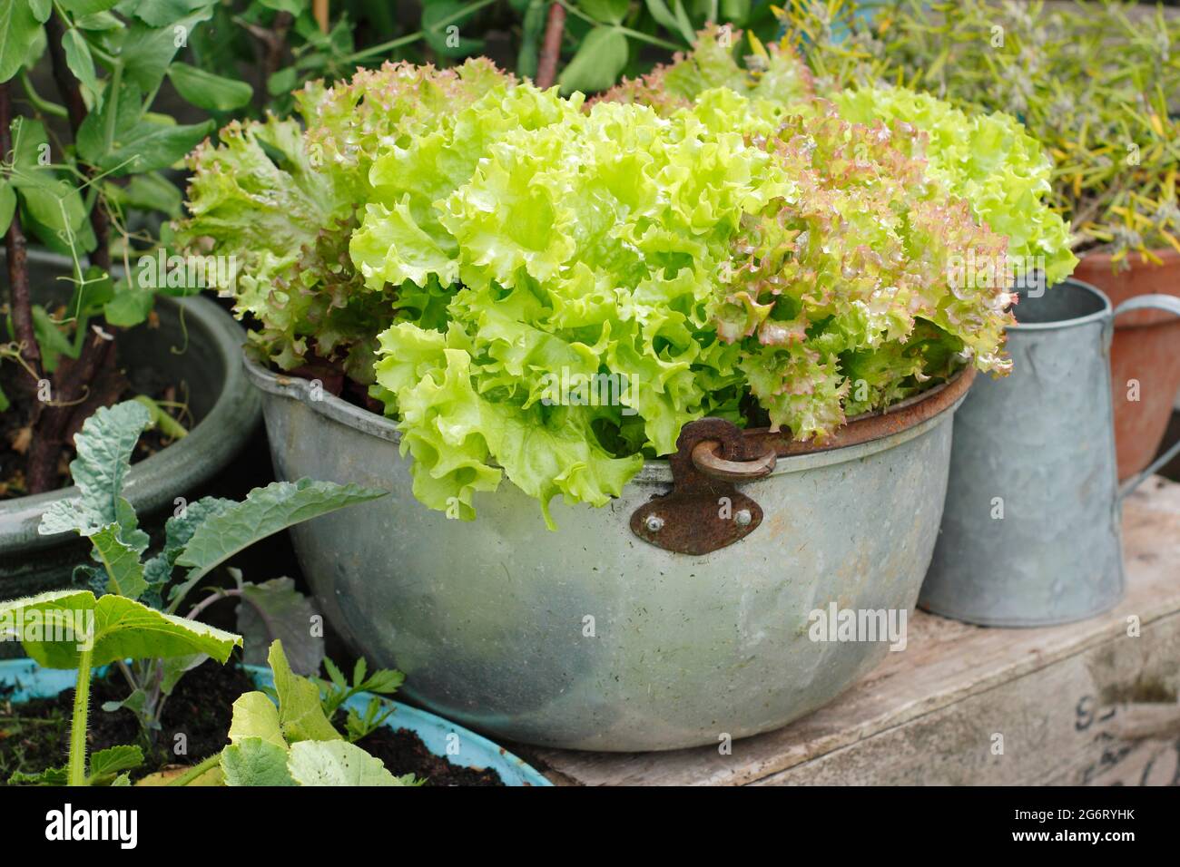 Lettuce plants - Lactuca sativa 'Lollo Rossa' - growing in a metal jam ...
