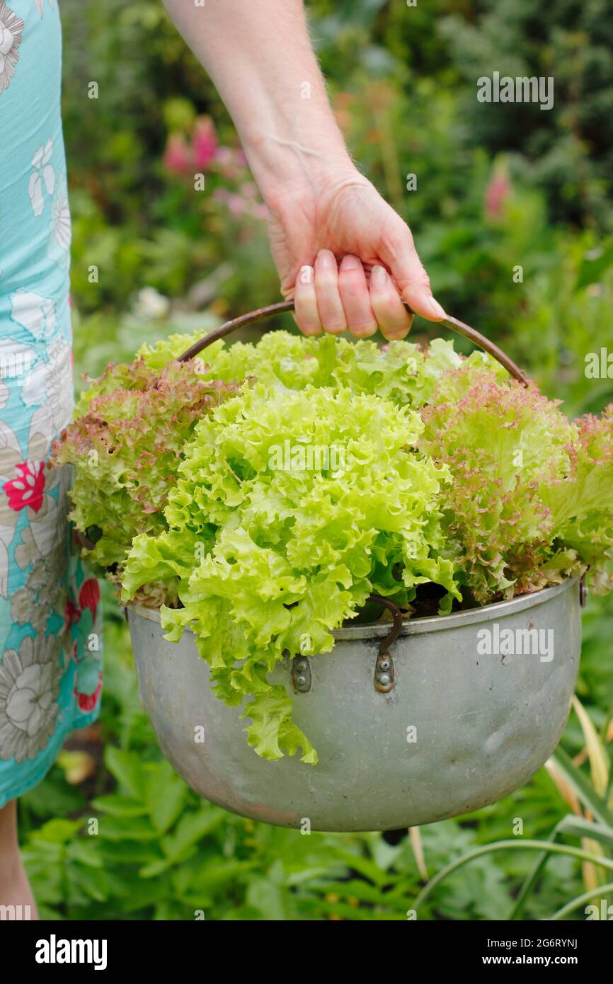 Lettuce plants - Lactuca sativa 'Lollo Rossa' - growing in a an old ...