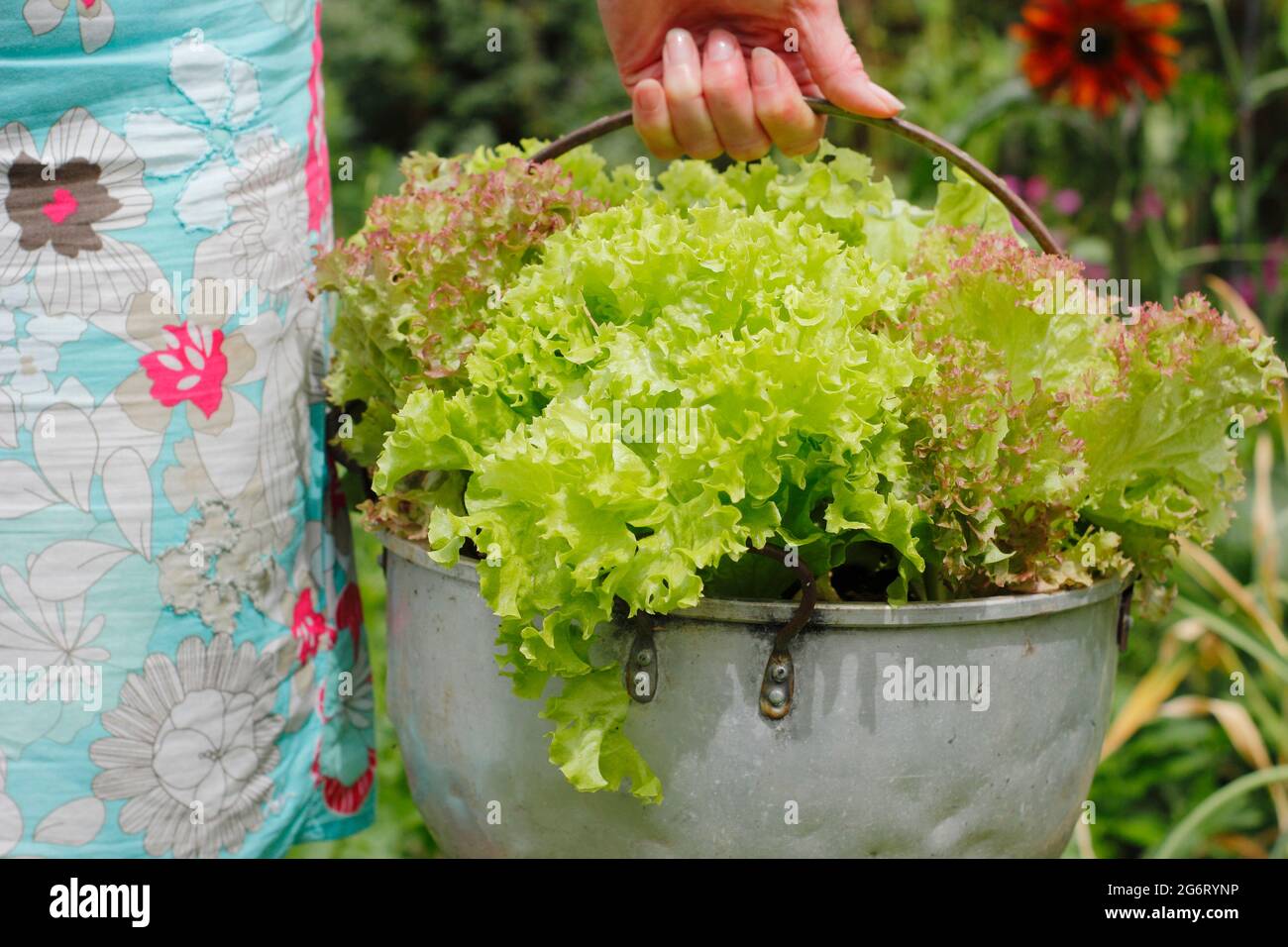 Lettuce plants - Lactuca sativa 'Lollo Rossa' - growing in a an old ...