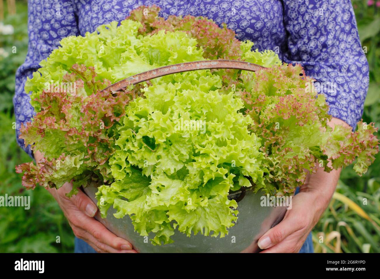 Lettuce plants - Lactuca sativa 'Lollo Rossa' - growing in a an old ...