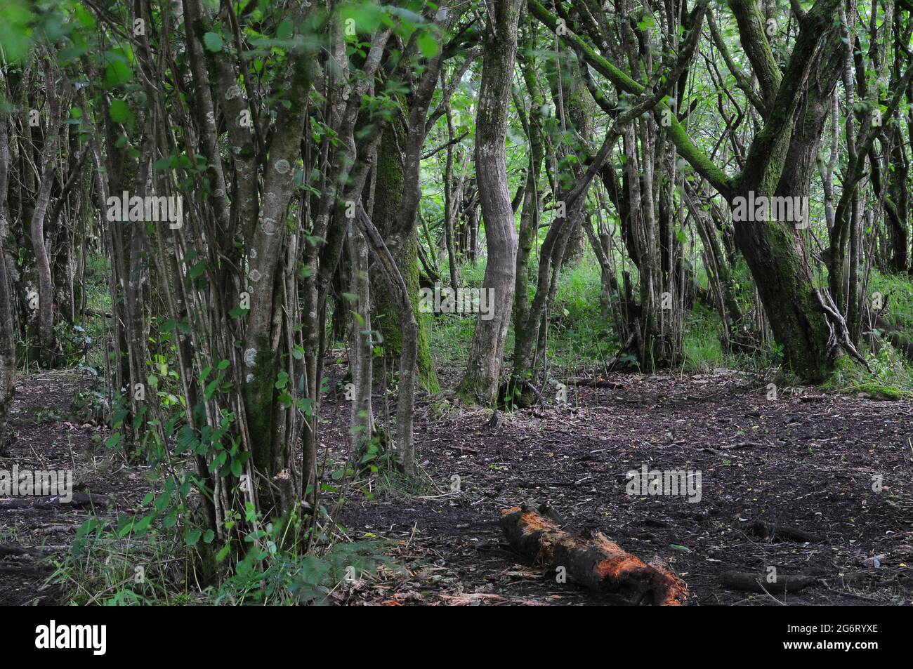 Powerstock Common, Dorset Wildlife Trust nature reserve. UK Stock Photo ...