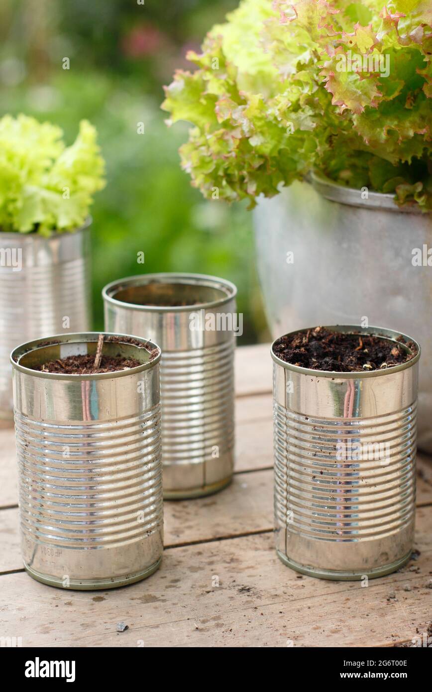 Lettuce plants - Lactuca sativa 'Lollo Rossa' - growing in recycled ...