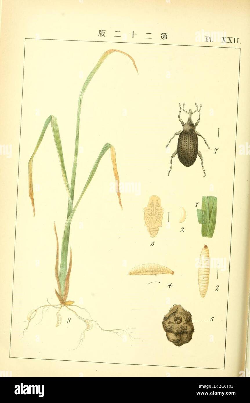 Injurious insect hi-res stock photography and images - Alamy