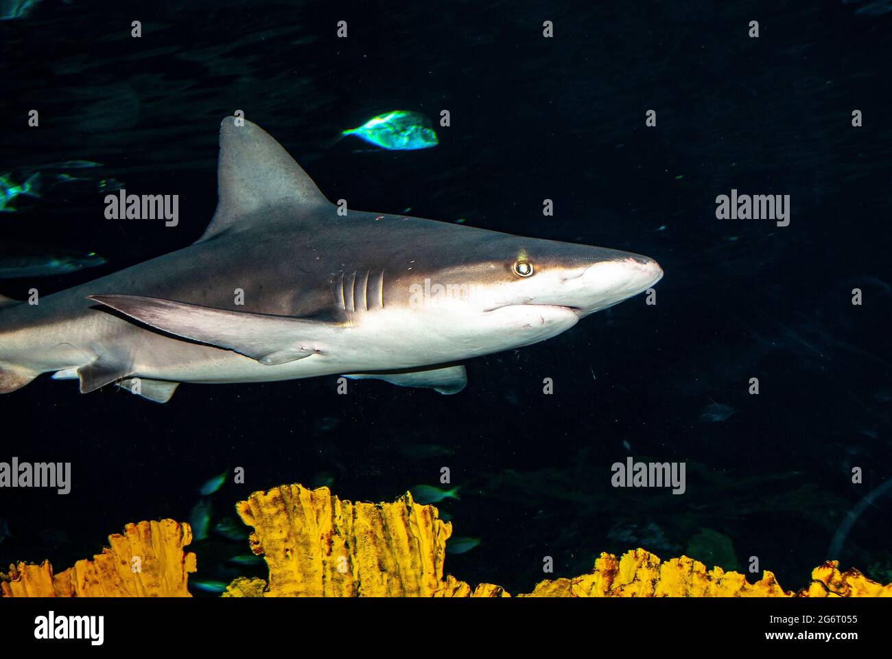 Educational aquarium visit hi-res stock photography and images - Alamy