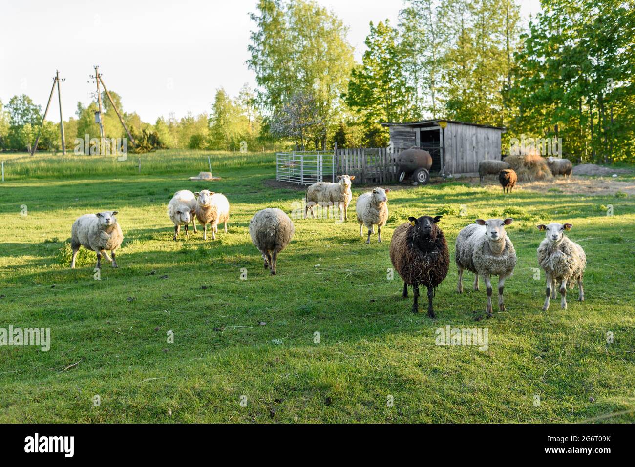 Sheep living in organic friendly farm in Estonia Stock Photo - Alamy