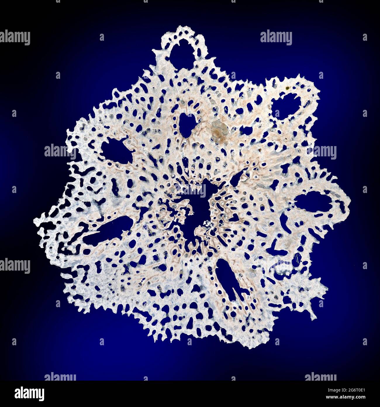Bleached coral section, darkfield photomicrograph Stock Photo - Alamy