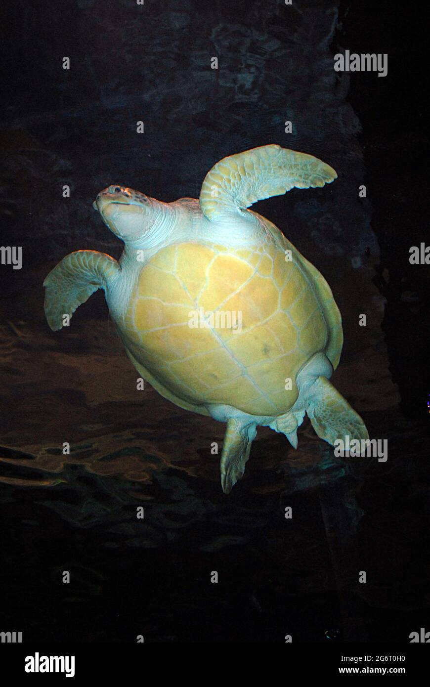 Ripley's aquarium of the smokies hi-res stock photography and images ...