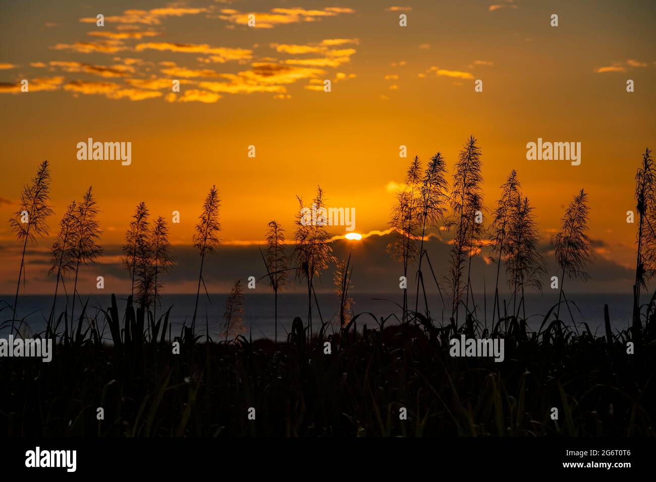 Tropical plants at sunset hi-res stock photography and images - Alamy