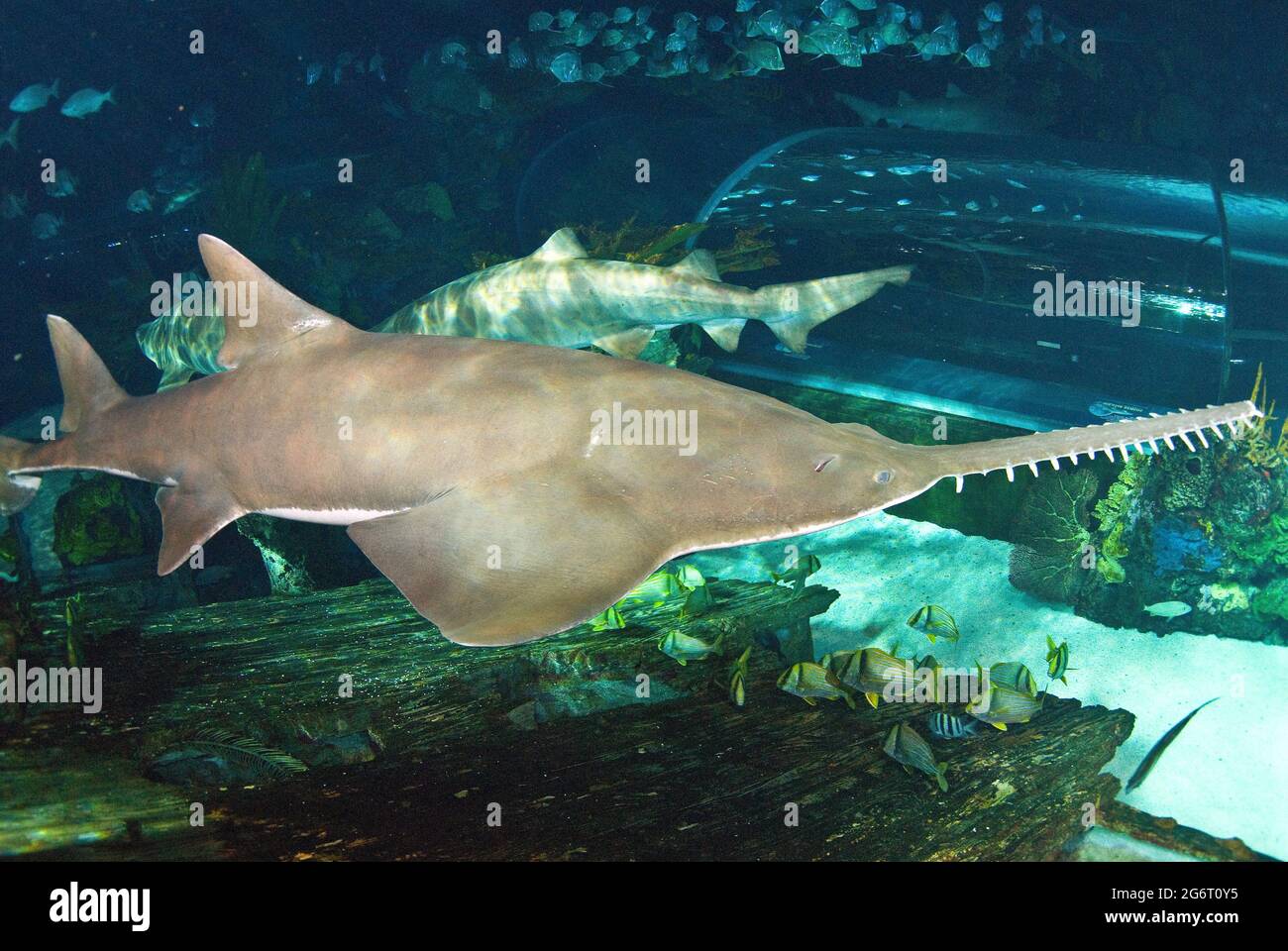 Sawfish at ripleys aquarium of the smokies hi-res stock photography and ...