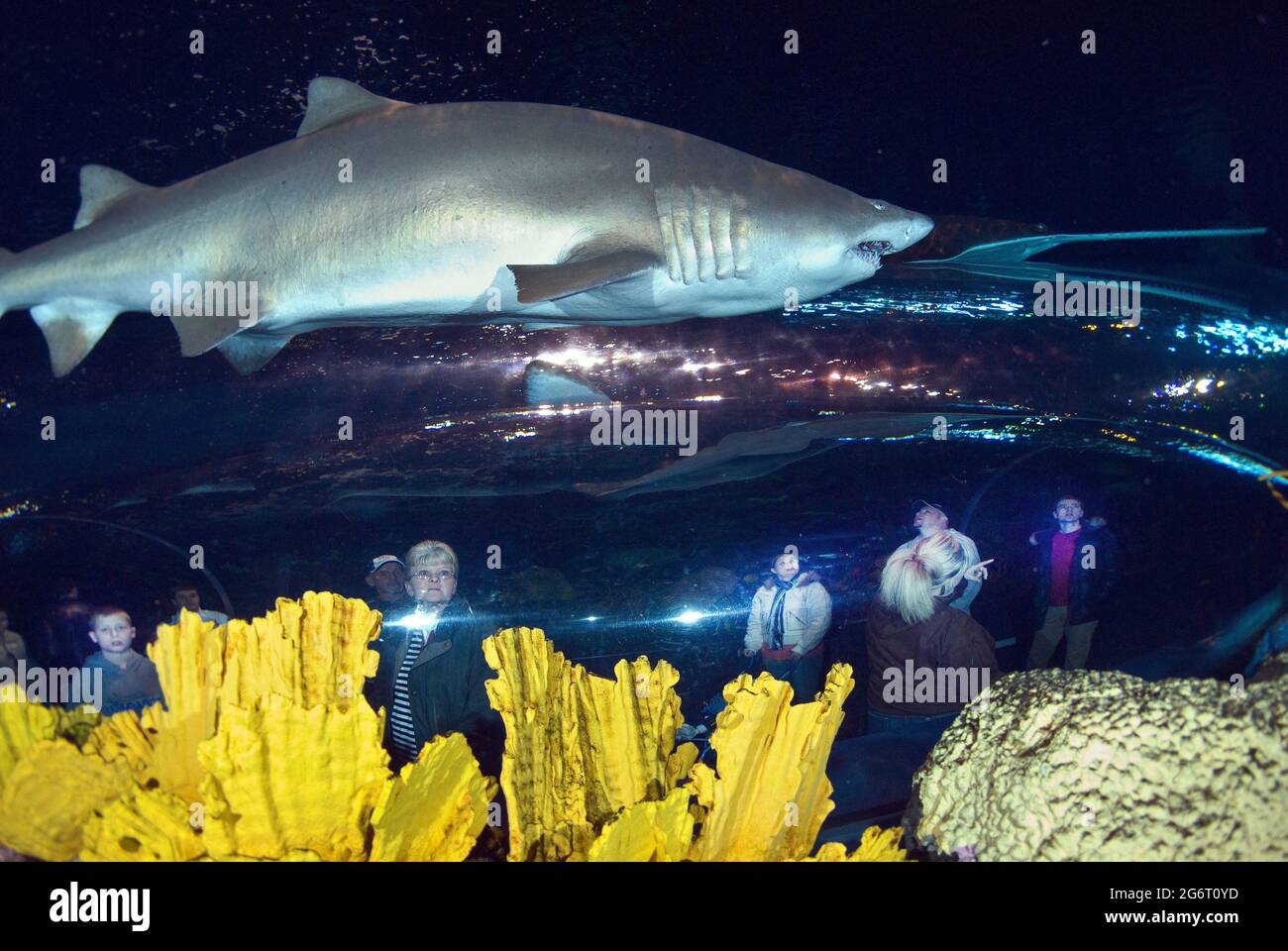 Sand tiger shark swimming over plexiglass viewing tunnel hi-res stock ...