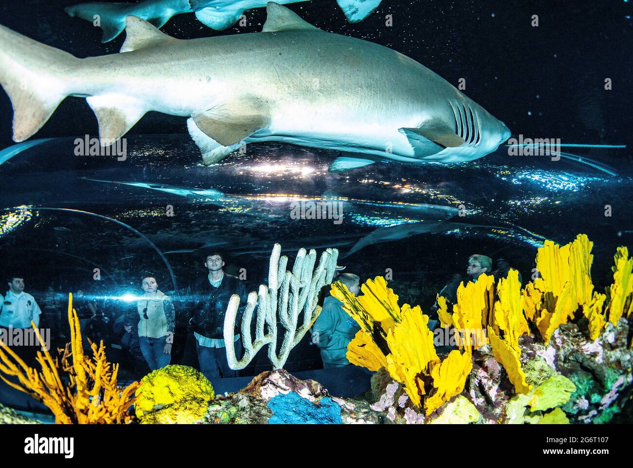 Sandtiger shark swimming over plexiglass viewing tunnel hi-res stock ...