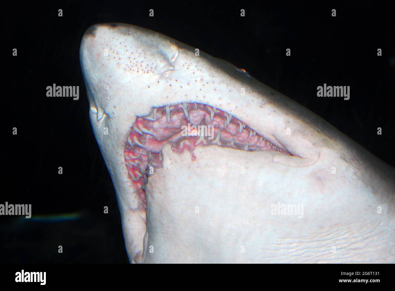 Sand Tiger Shark Jaws