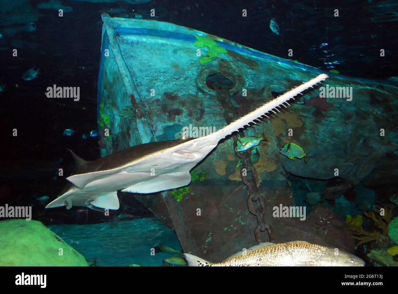 Sawfish at ripleys aquarium of the smokies hi-res stock photography and ...