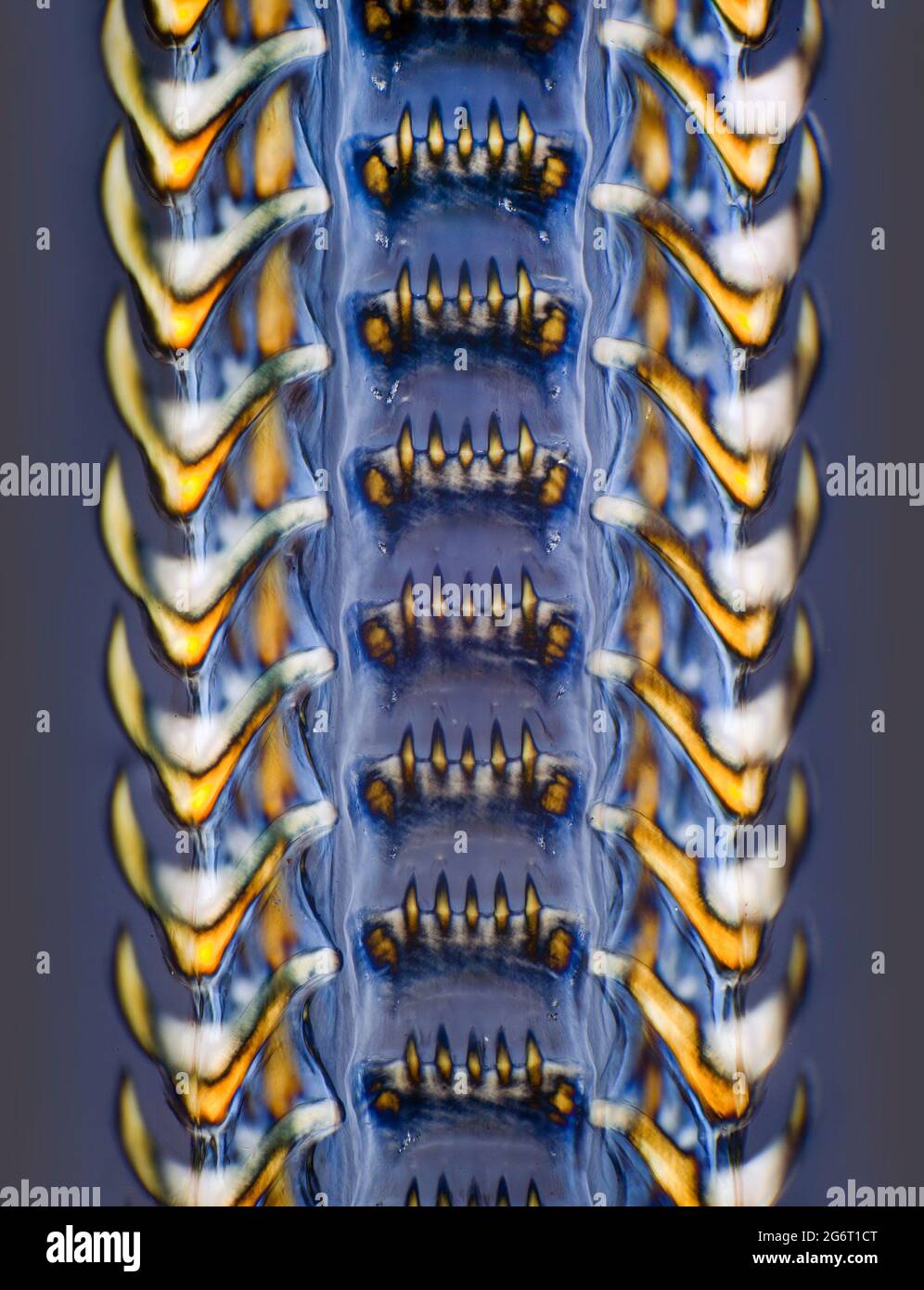 Whelk radula, photomicrograph, cross polarized lighting with quarter ...