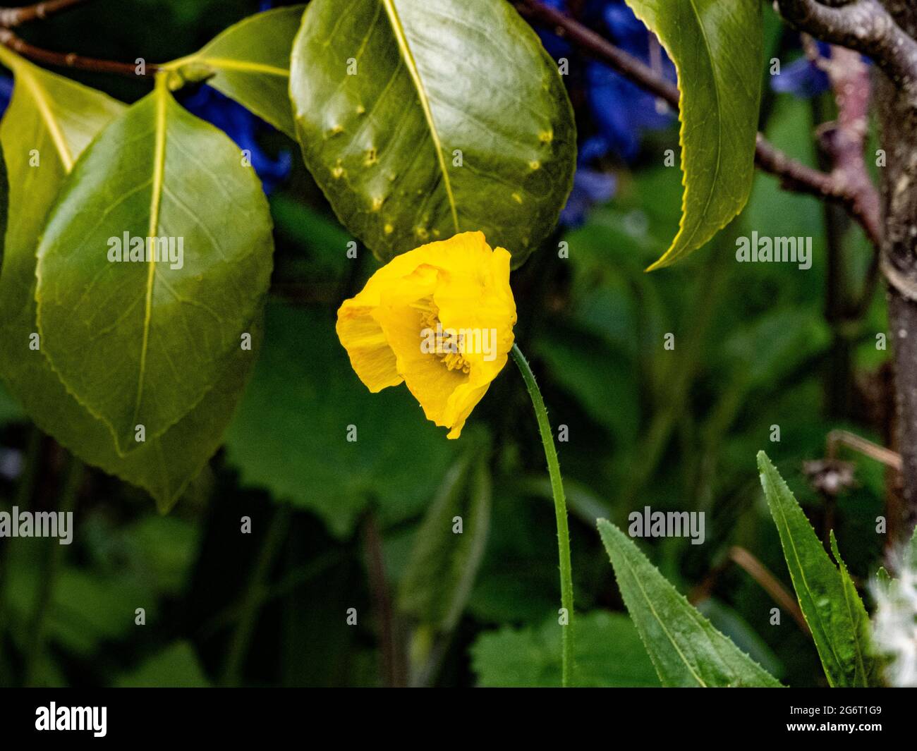 Papaver cambricum welsh poppy hi-res stock photography and images - Alamy