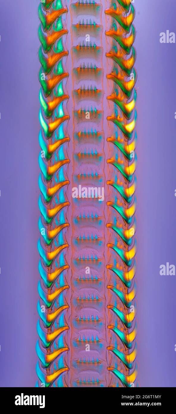 Whelk radula, photomicrograph, cross polarized lighting with ROT1 ...