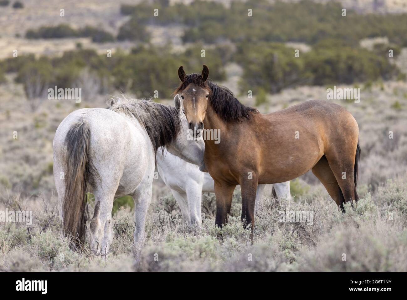 Wild Horses in the Utah Desert in Spring Stock Photo - Alamy