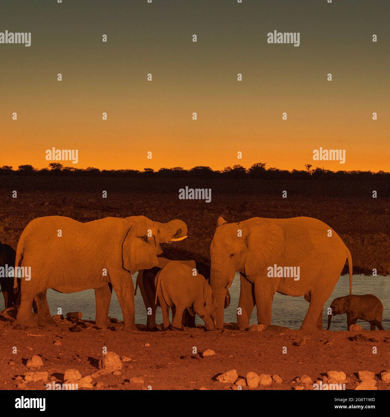 A heavenly orange glow illuminates these elephants. ETOSHA NATIONAL ...