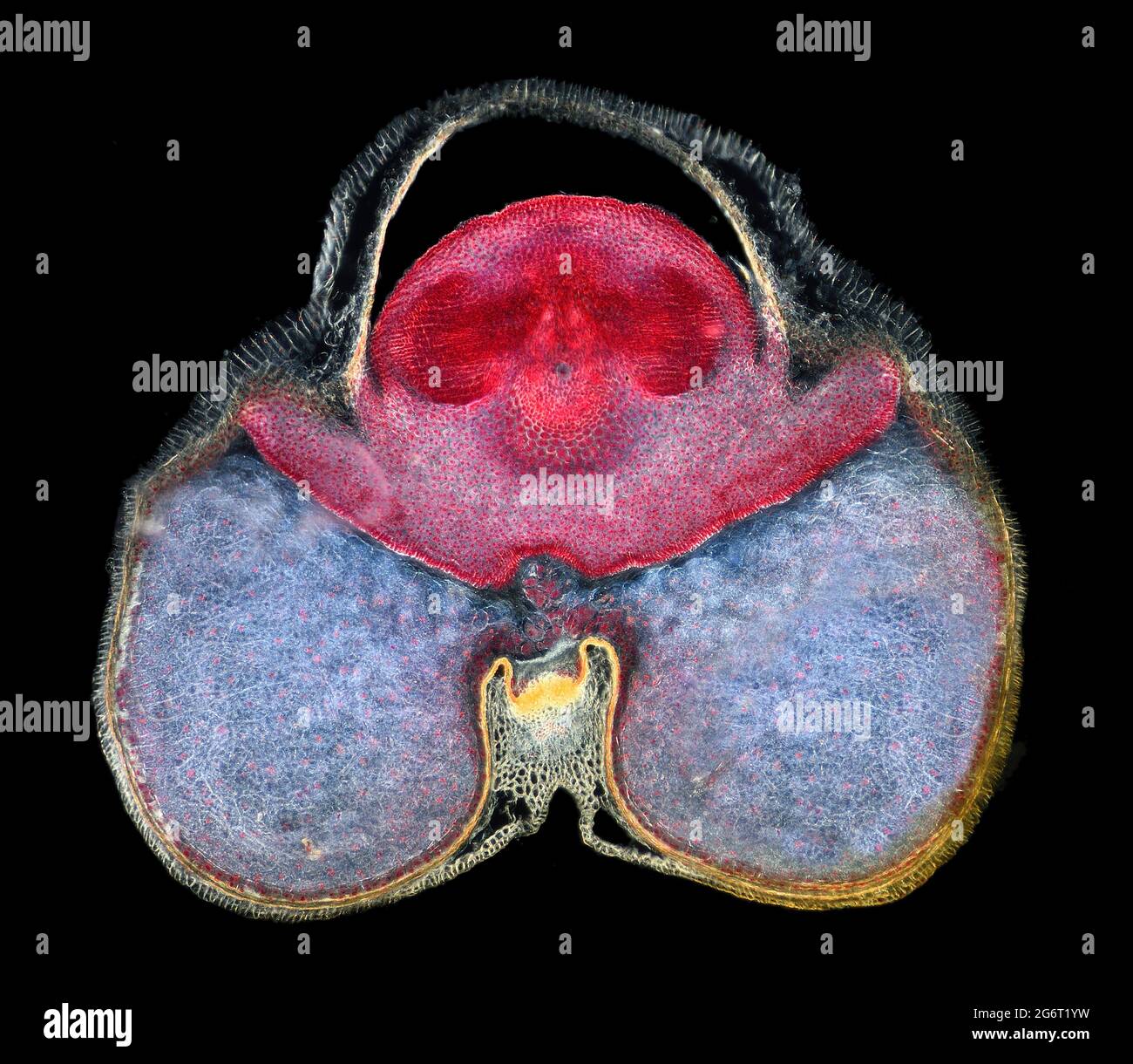 Wheat grain embryo TS. darkfield photomicrograph Stock Photo - Alamy