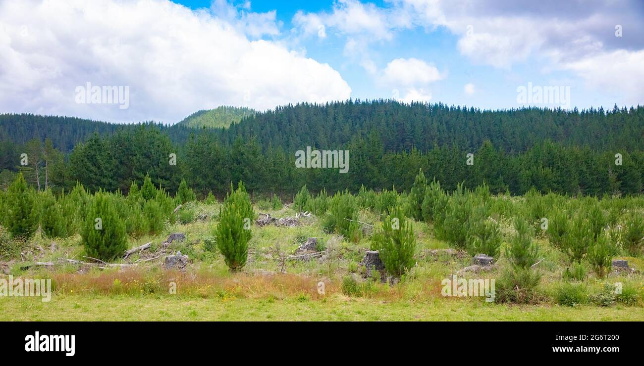Radiata Pine harvesting and logging for New Zealand forestry industry ...