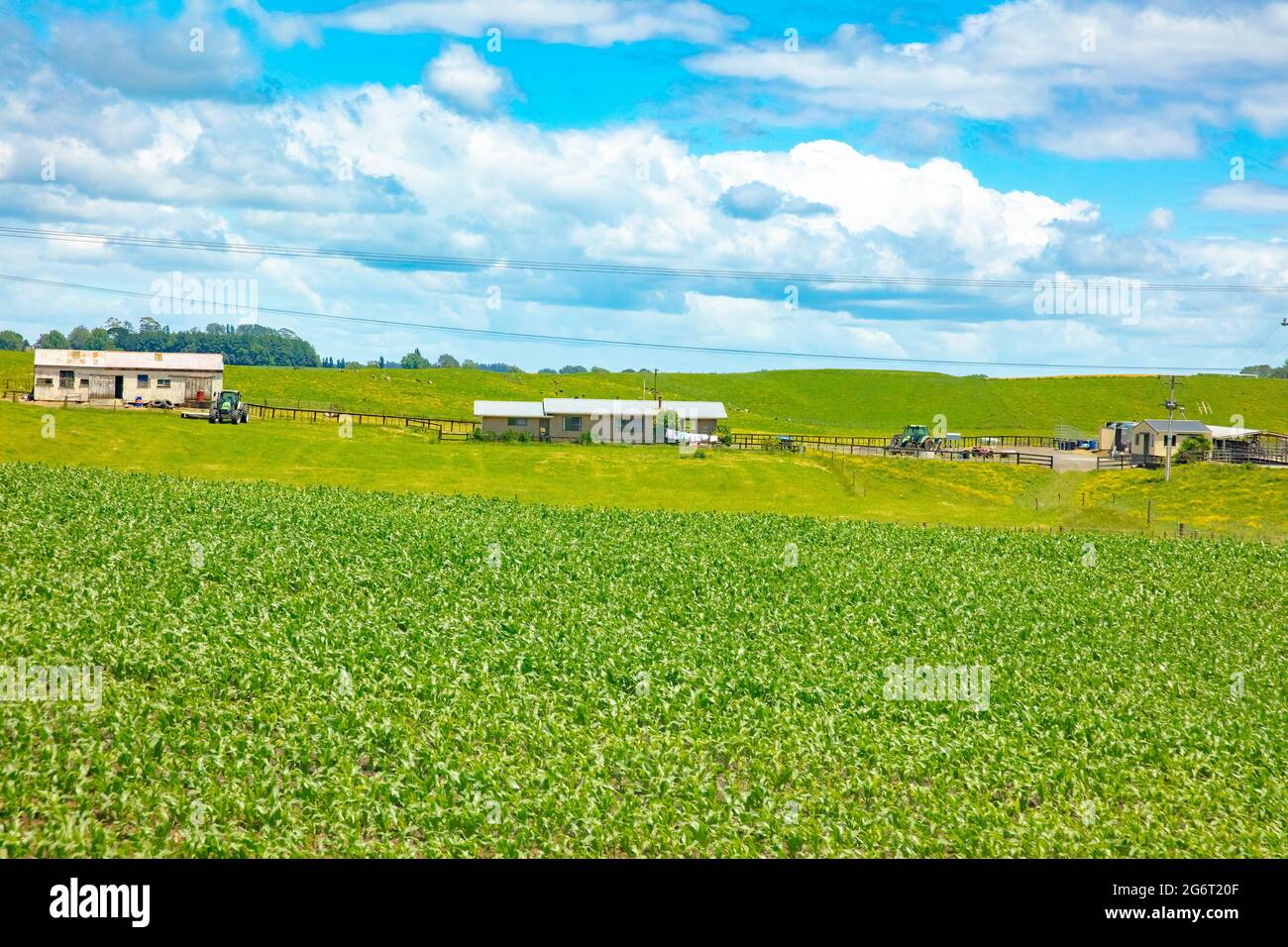 New Zealand Agriculture Industry