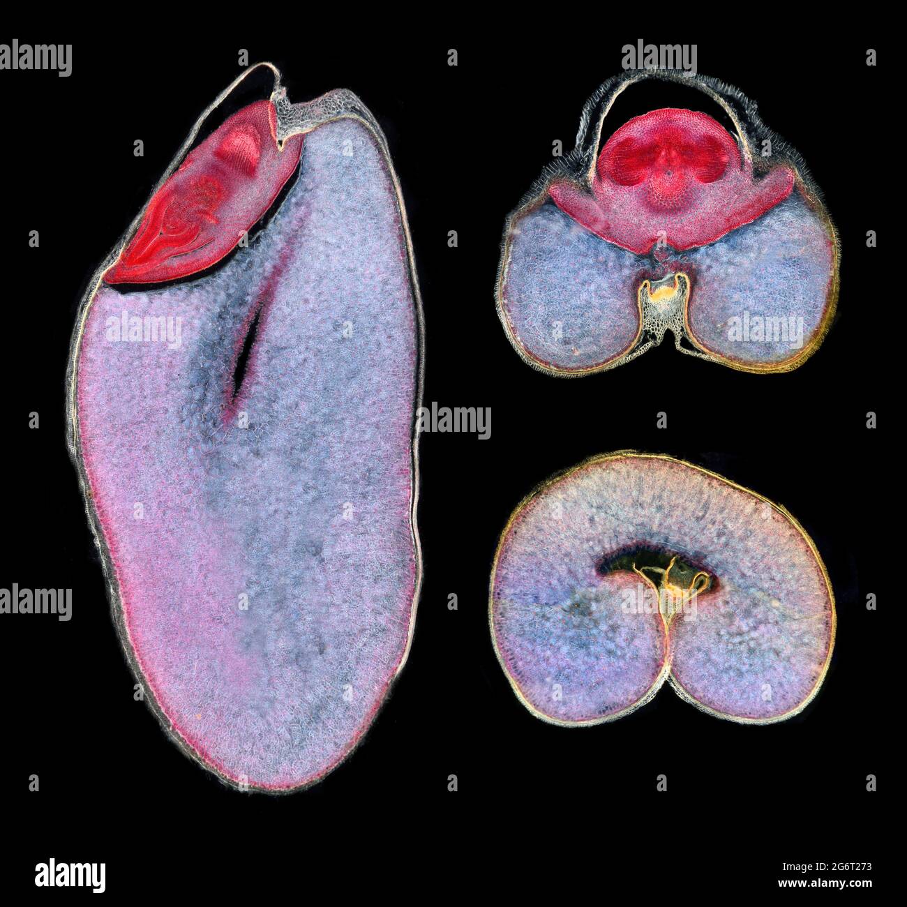 Wheat grain and embryo, LS,TS. sections, darkground illumination Stock ...