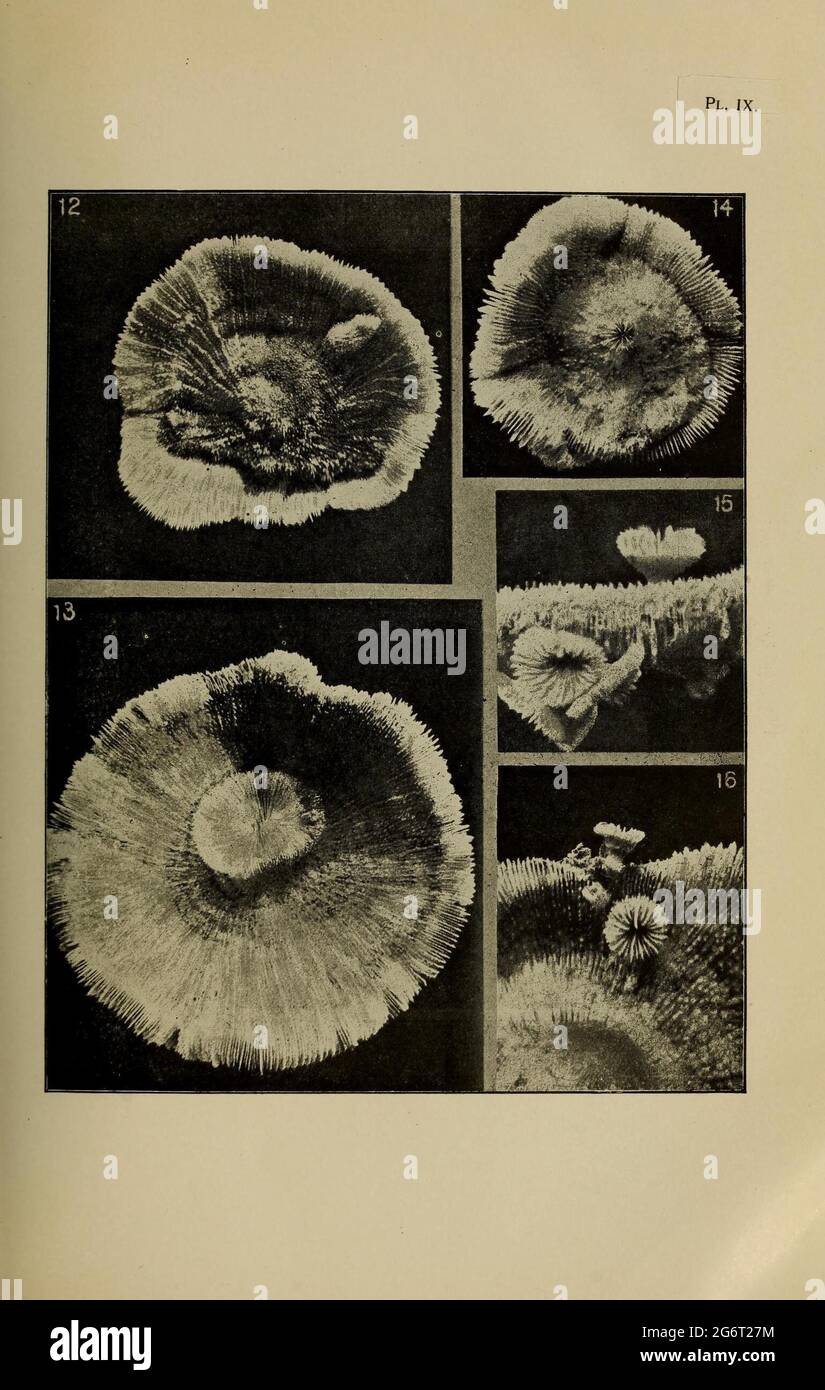 Kolff hi-res stock photography and images - Alamy