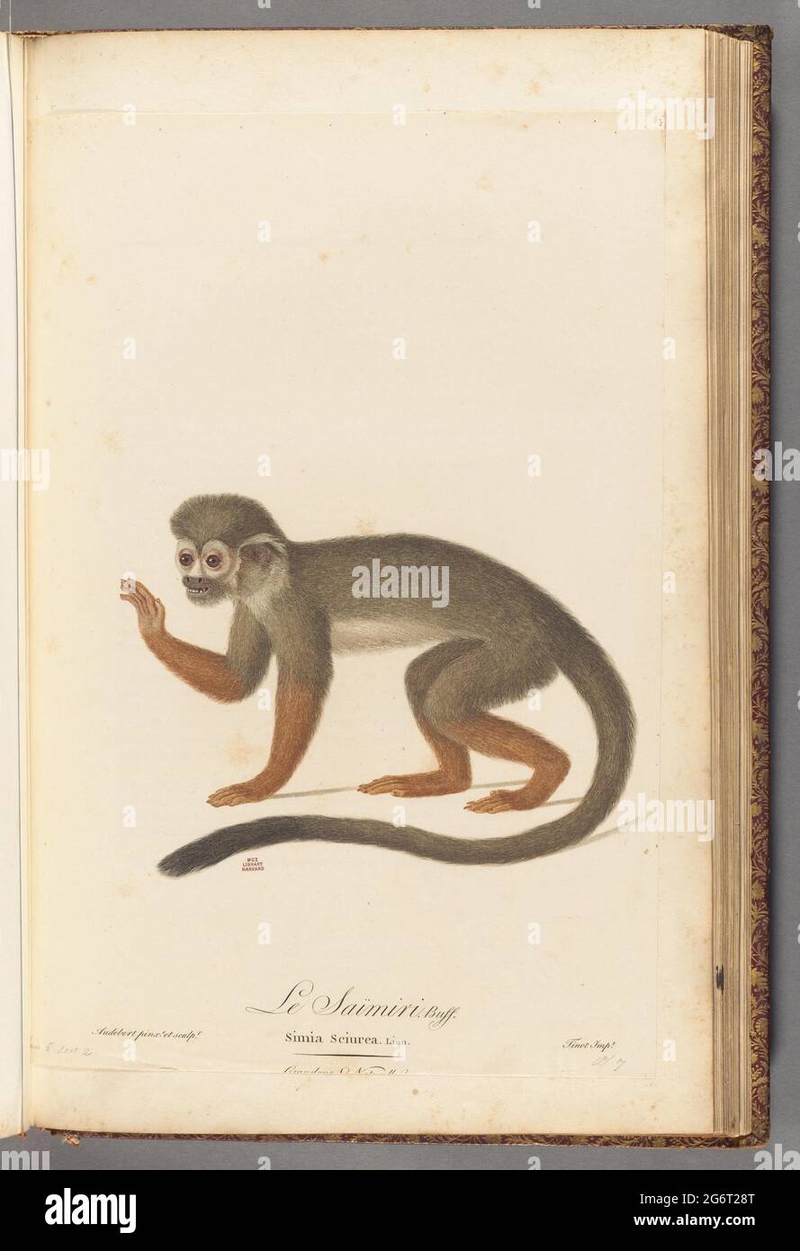 Lemurs Illustration High Resolution Stock Photography and Images - Alamy