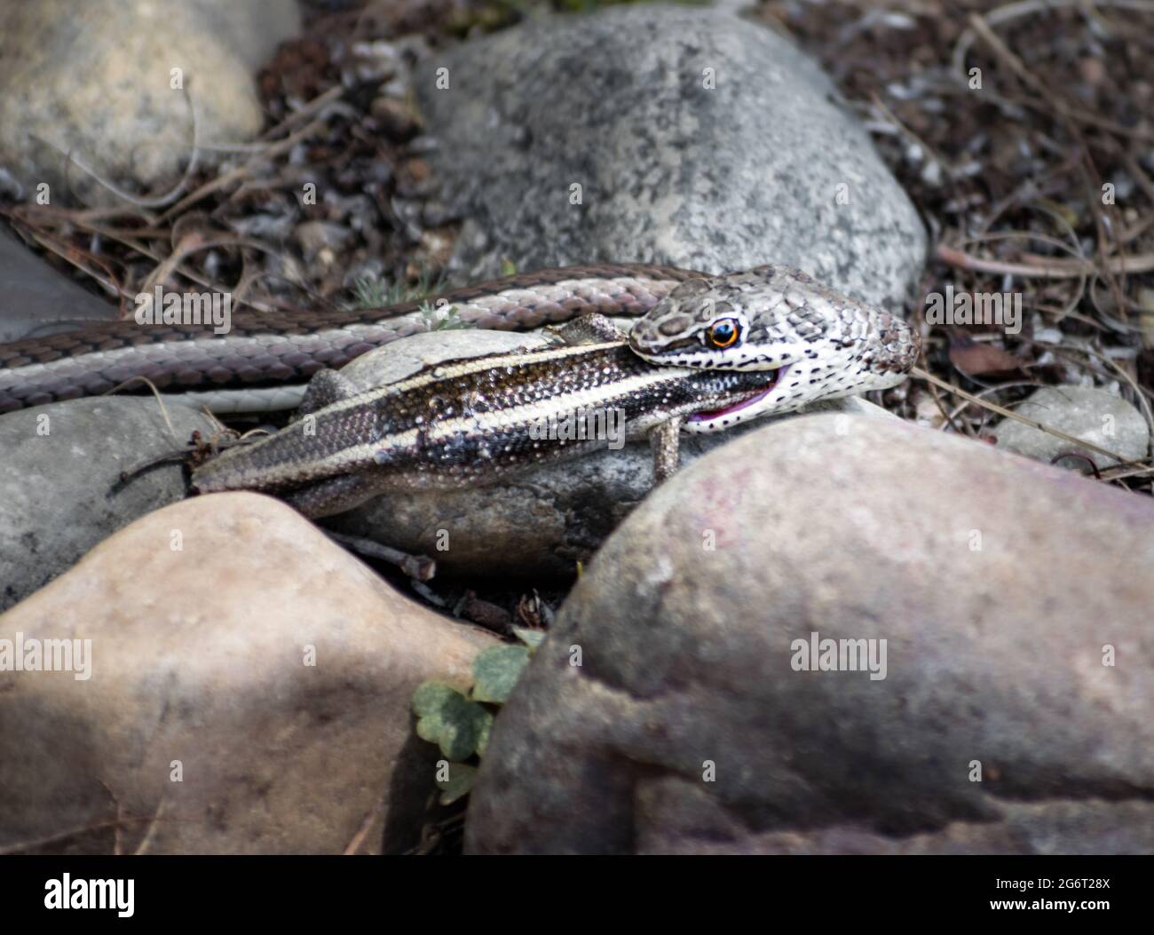 The lizard begins its descent down into the snake's stomach. KRUGER ...