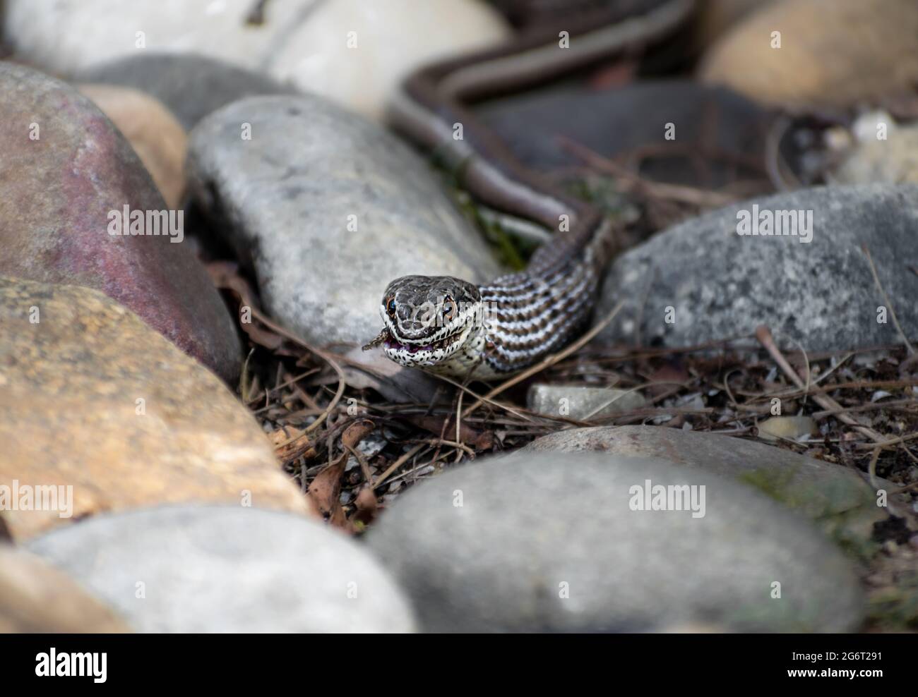 The yellow-bellied snake digests the lizard. KRUGER NATIONAL PARK ...