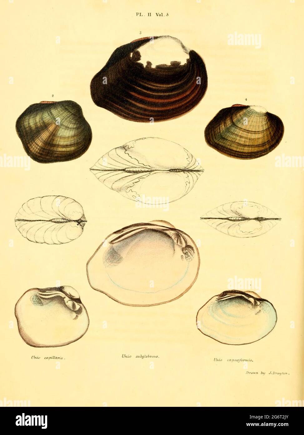 Starfish anatomy hi-res stock photography and images - Alamy