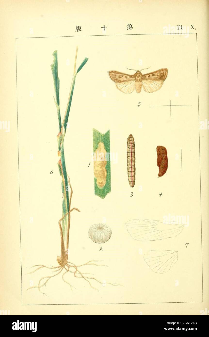 Injurious insect hi-res stock photography and images - Alamy