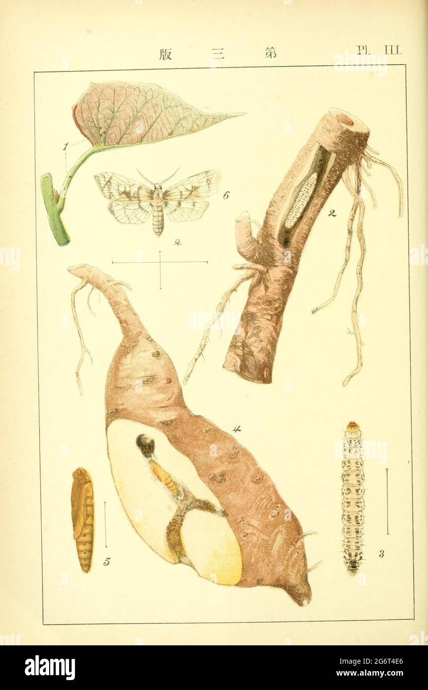 Injurious insect hi-res stock photography and images - Alamy